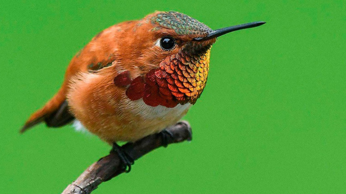 Talk at Hornby Hall “Vancouver Island Birds” with Mike Yip | Hornby Island Educational Society